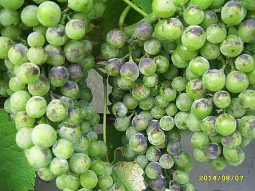 Jakie środki ? : Choroby i szkodniki winorośli oraz ich zwalczanie